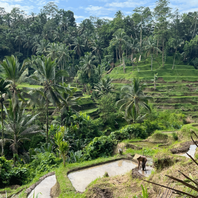 Indonesia | Plotpackers